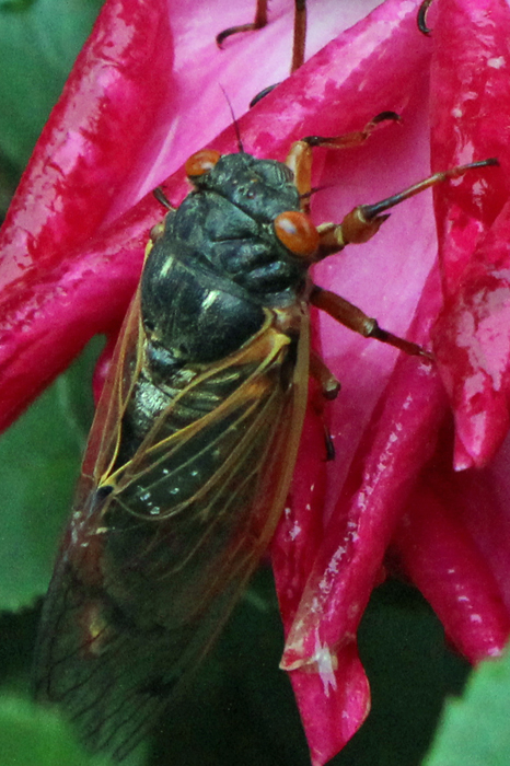 Photo gallery: Reader Submitted photos of the 17-year cicadas | News ...
